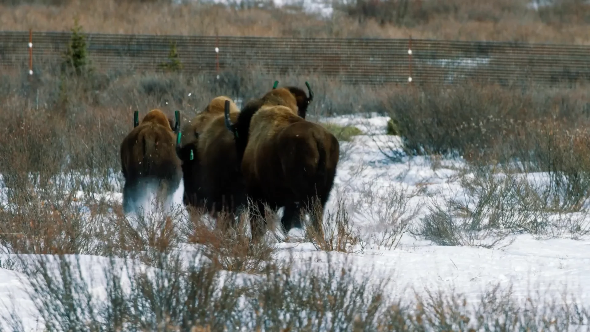 Singing Back the Buffalo | Official Trailer