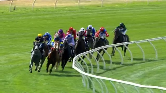 Hallowed Crown - Stallion | Breednet