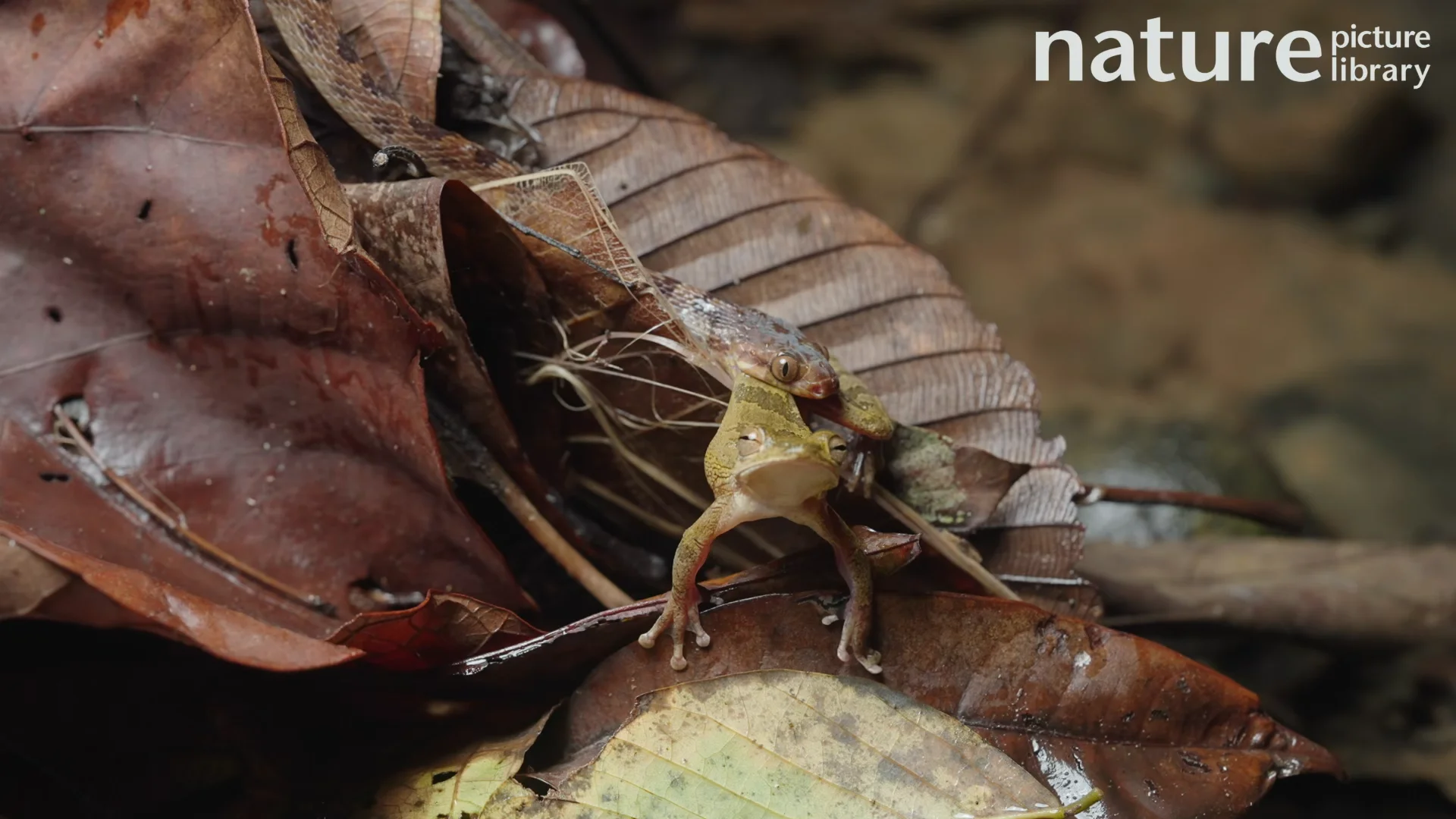 1736224 on Vimeo