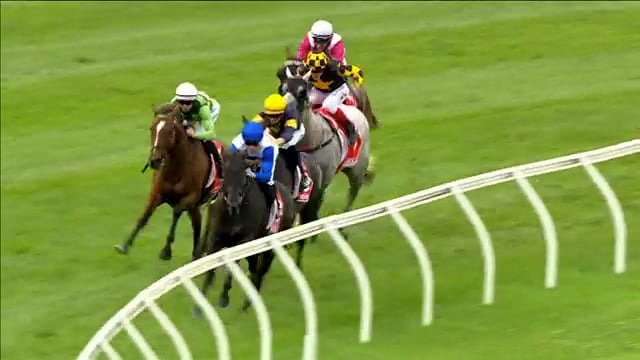 Manhattan Rain - Stallion | Breednet