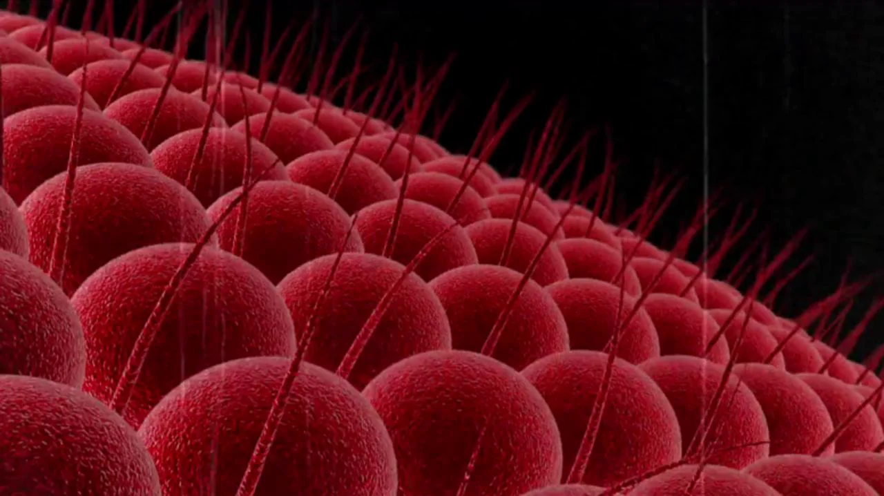 Red Fly Studio | Logo Animation