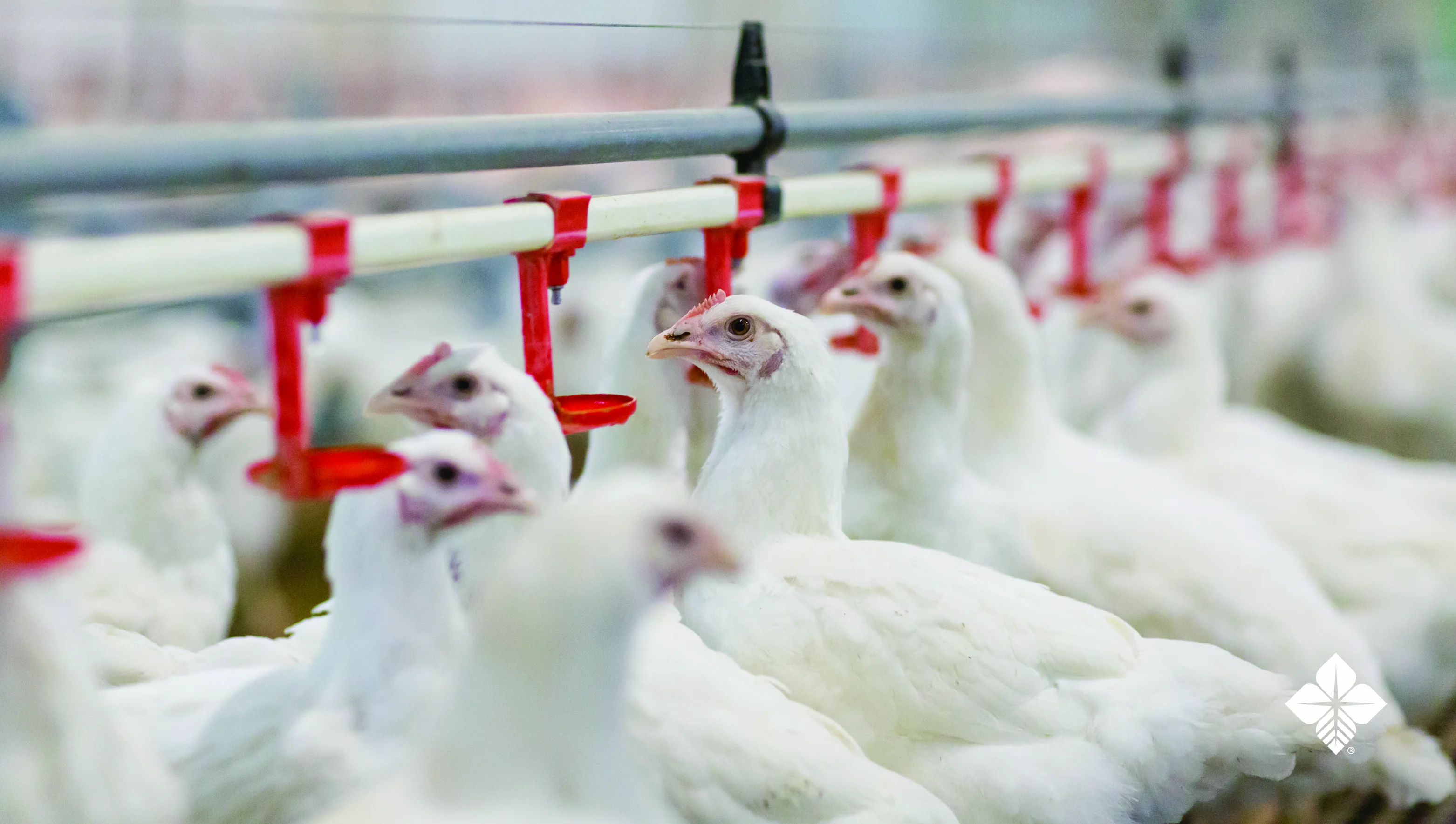 2024 Poultry Outlook Summary | Benjamin Somers on Vimeo