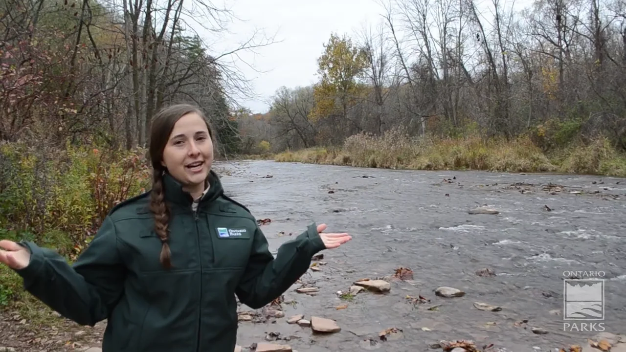 A Salmon's Journey at Bronte Creek Provincial Park