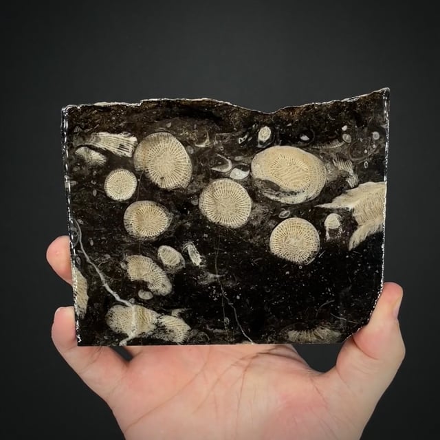 Frosterley Marble slab | Frosterley, Weardale, Co. Durham, England, UK