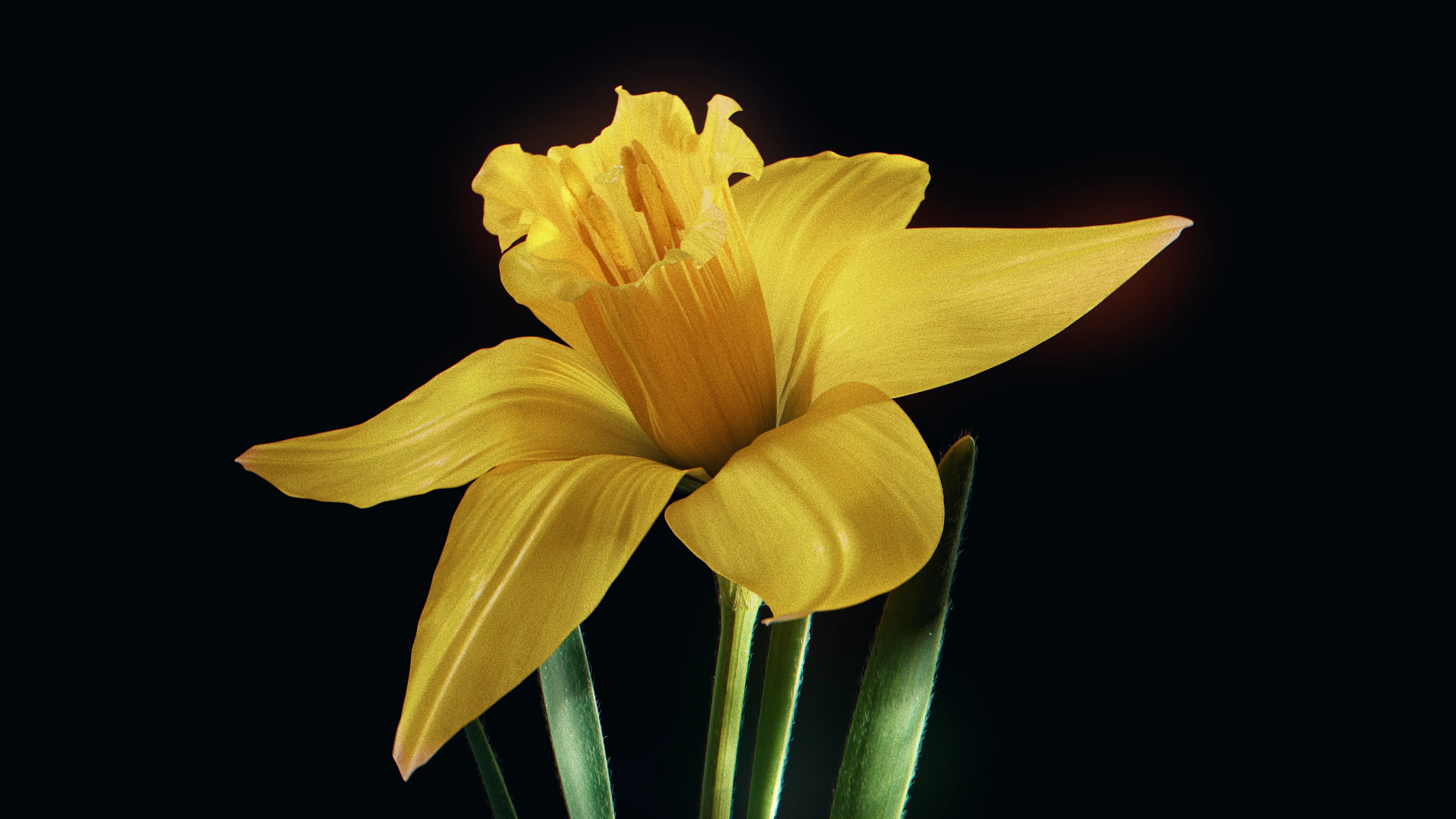 Canadian Cancer Society - "Help Hope Bloom"