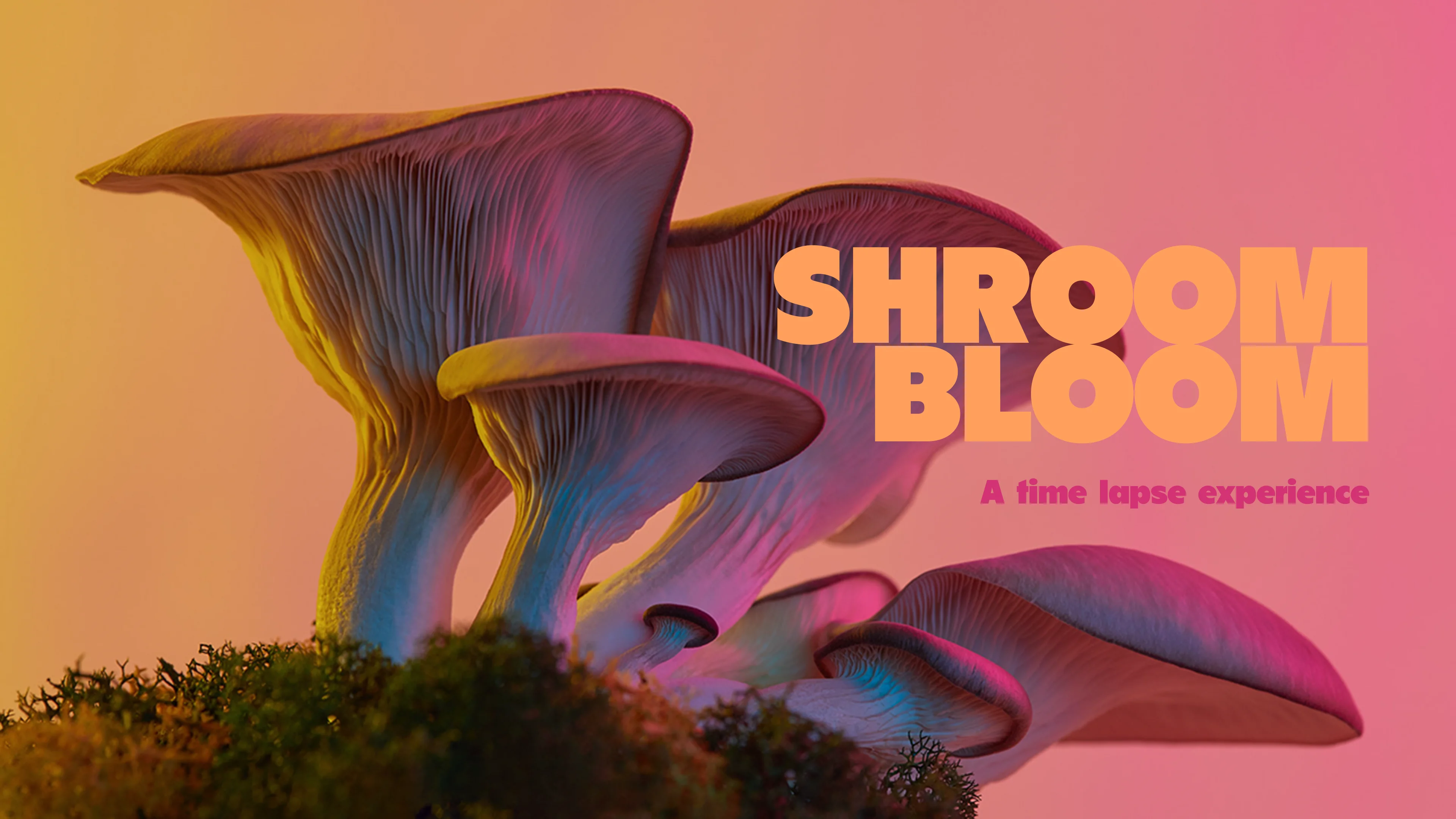 Shroom Bloom - A Mushroom Time Lapse Film