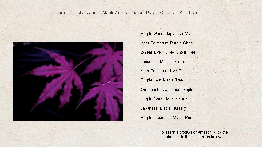 Purple Ghost Japanese Maple Acer palmatum Purple Ghost 2 - Year Live Tree on Vimeo