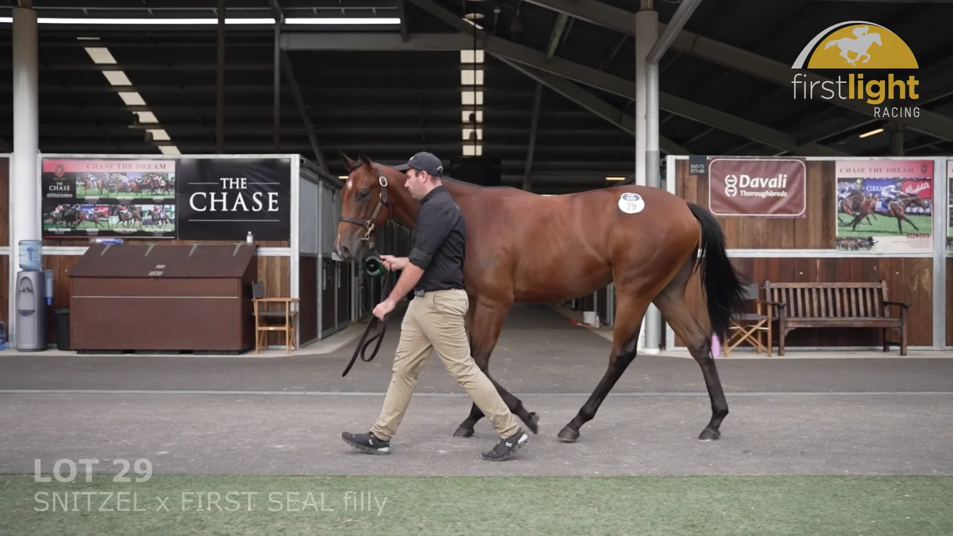 FIRST LIGHT RACING - Lot 29 Snitzel x First Seal filly on Vimeo