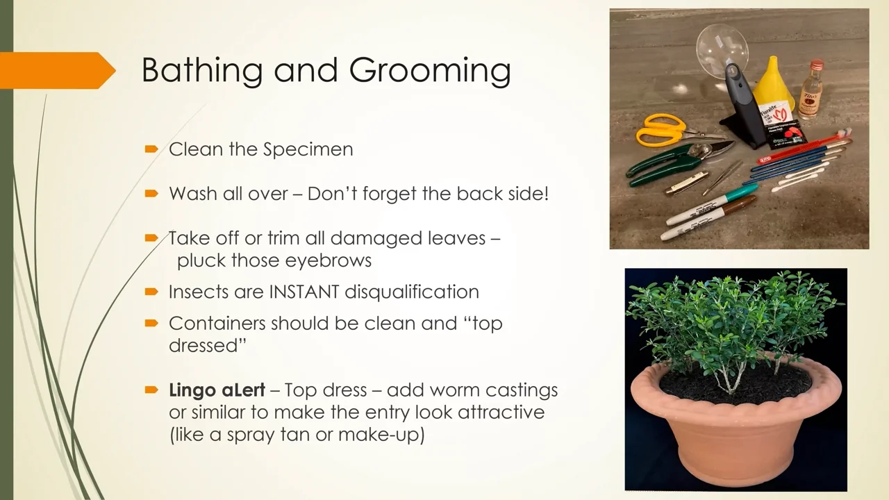 Put Your Best Leaf Forward Video 2024 on Vimeo