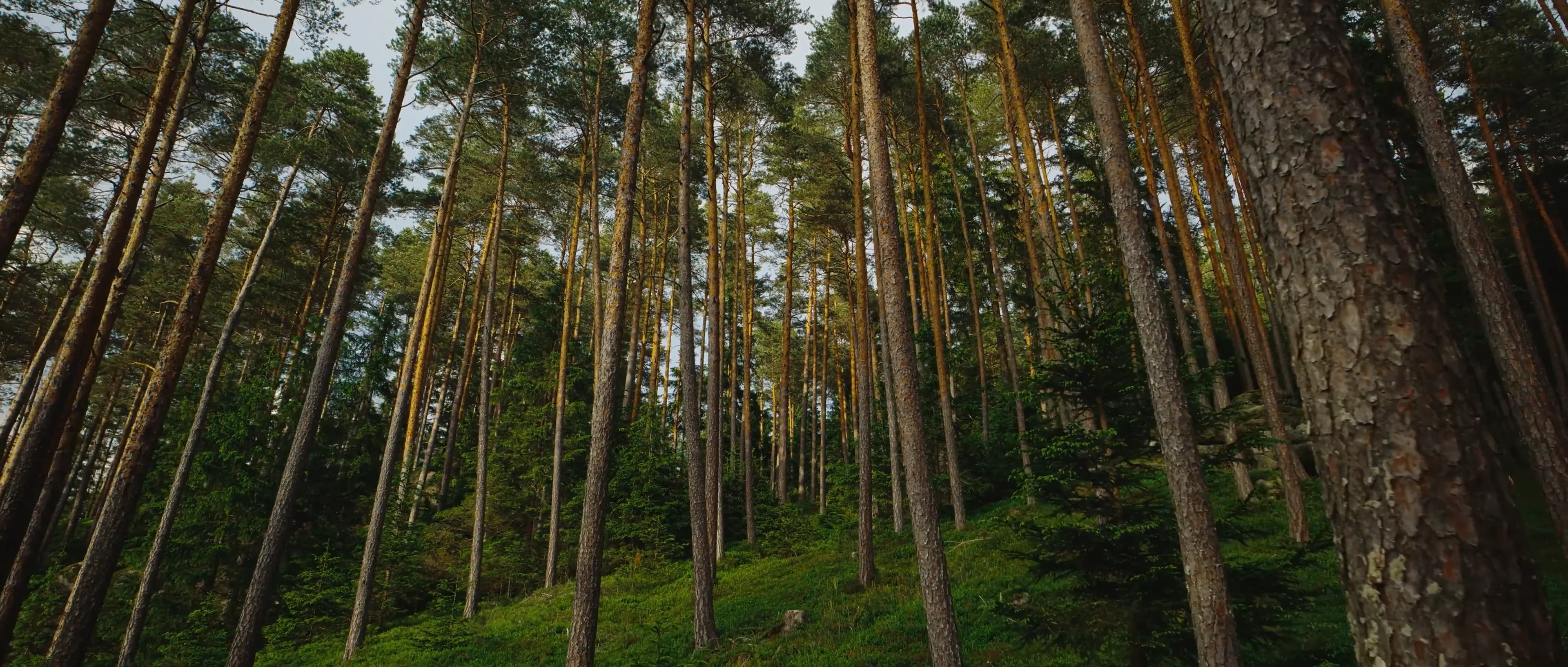 Introducing Infinium's Project Pathfinder