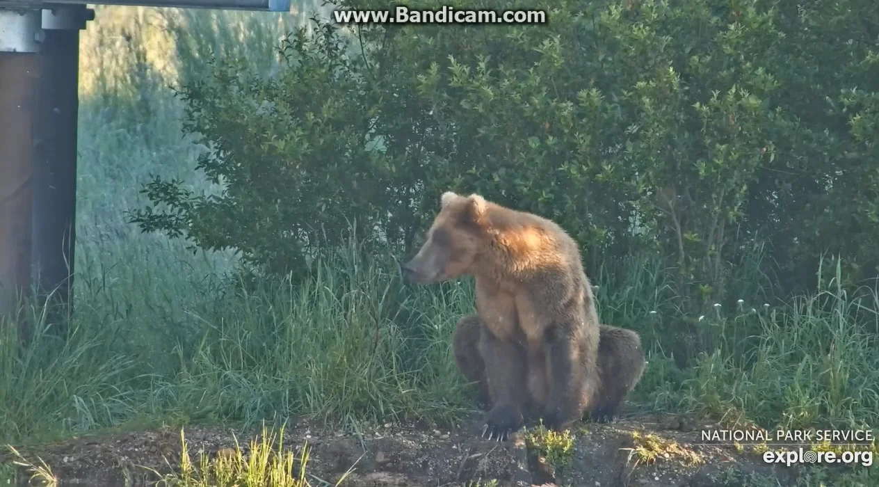 261 Takes a Rest 2023-07-22 11-09-50 (explore.org) on Vimeo