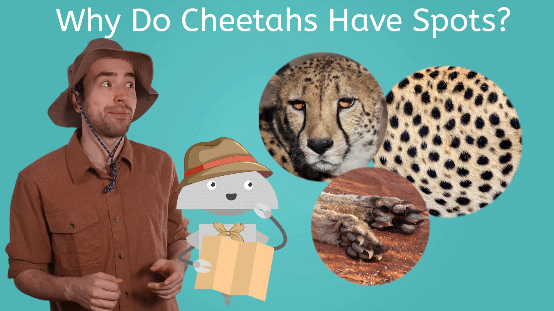 Why Do Cheetahs Have Spots?