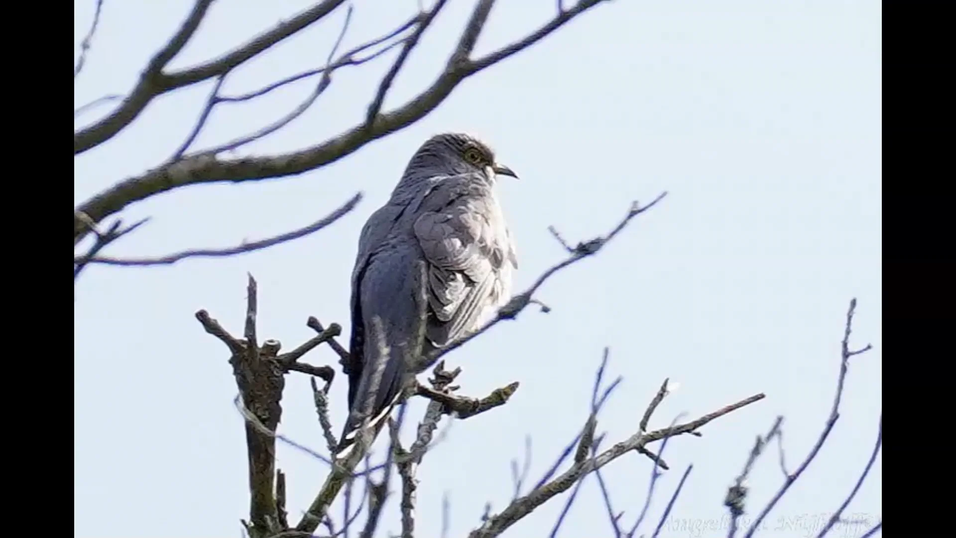 VIDEO: Kuckuck " Der Ruf"