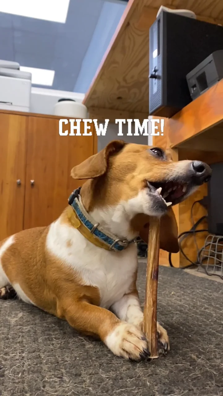 Ollie with bully stick on Vimeo