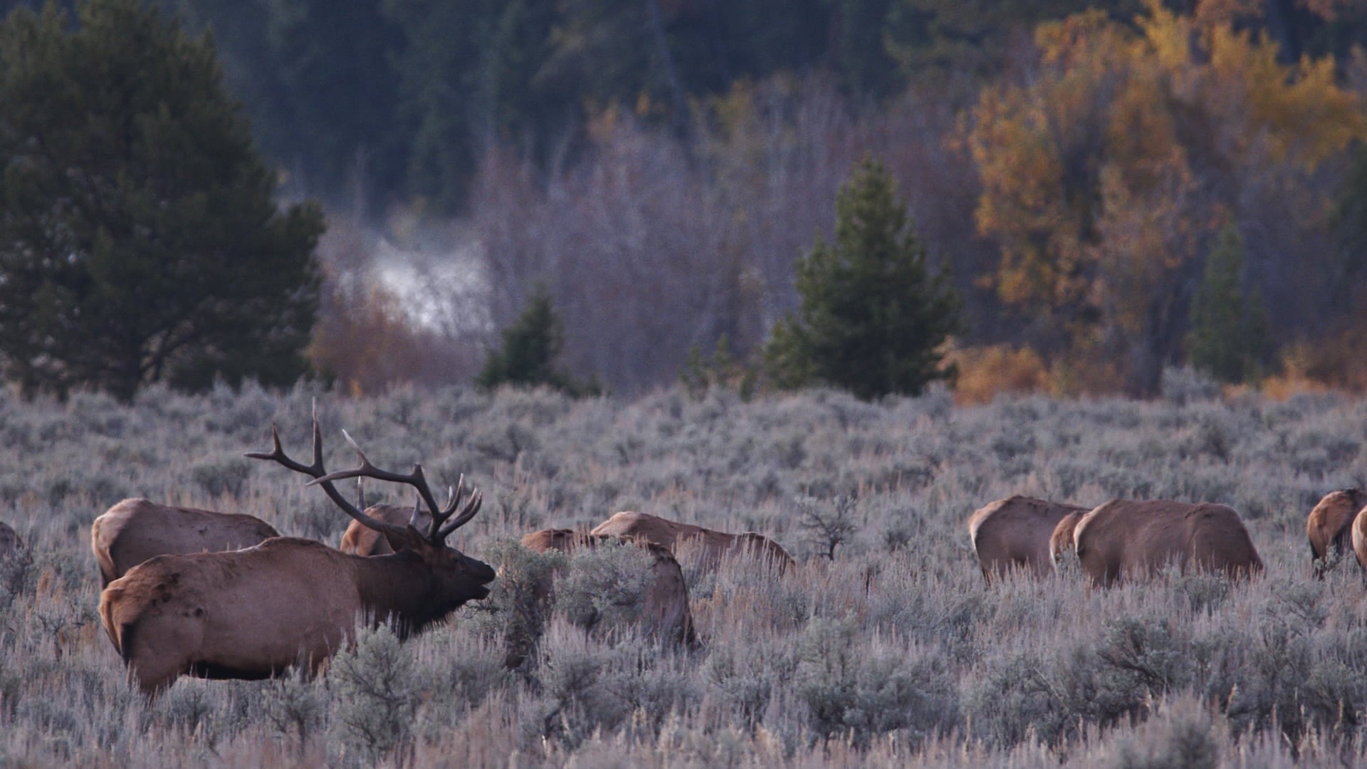 Enhance Your Hunting Skills with Process Based Hunter