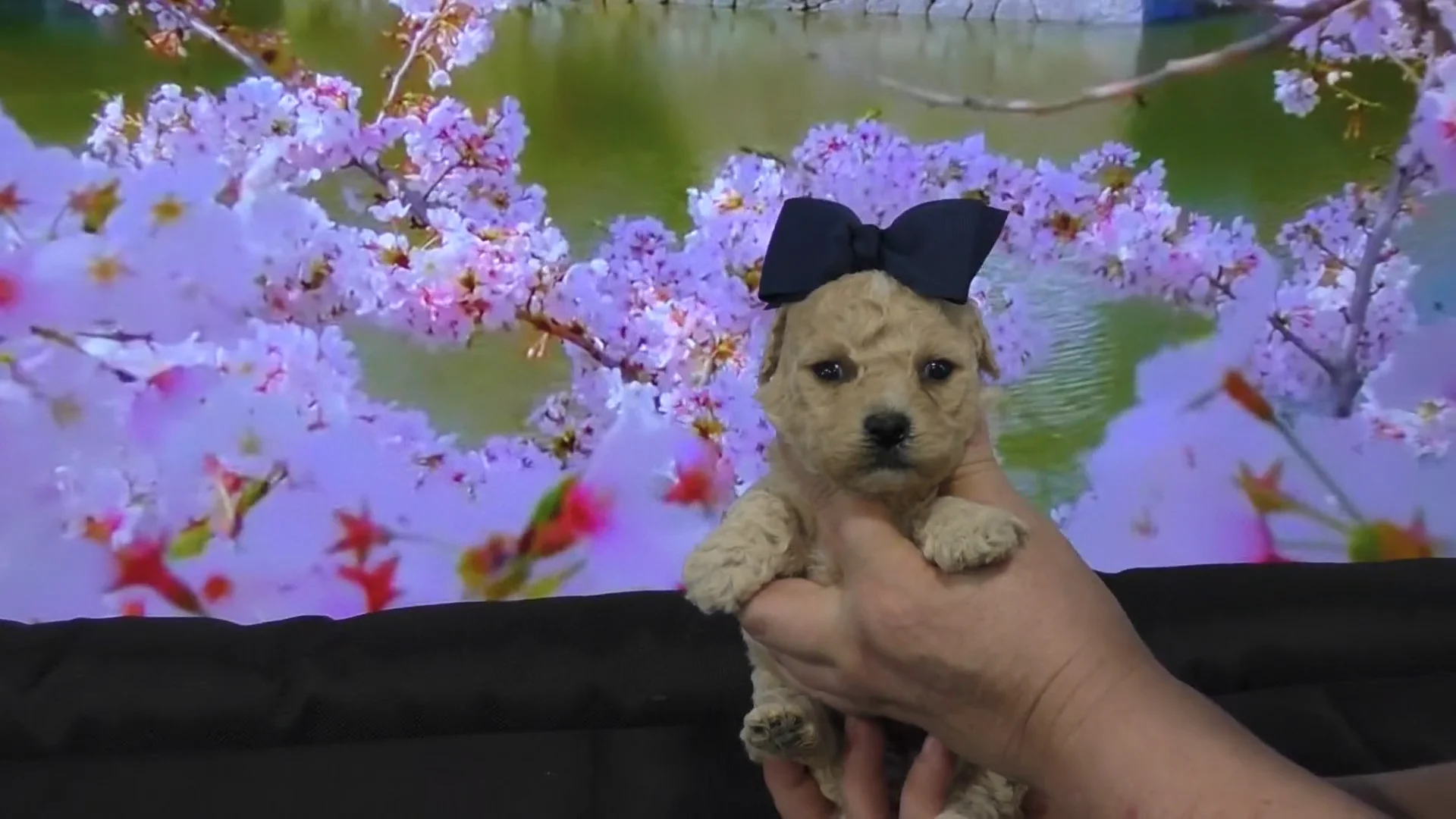 Cavapoo Female (Chip 900115004199508) for sale at www.healthypups.com! on Vimeo