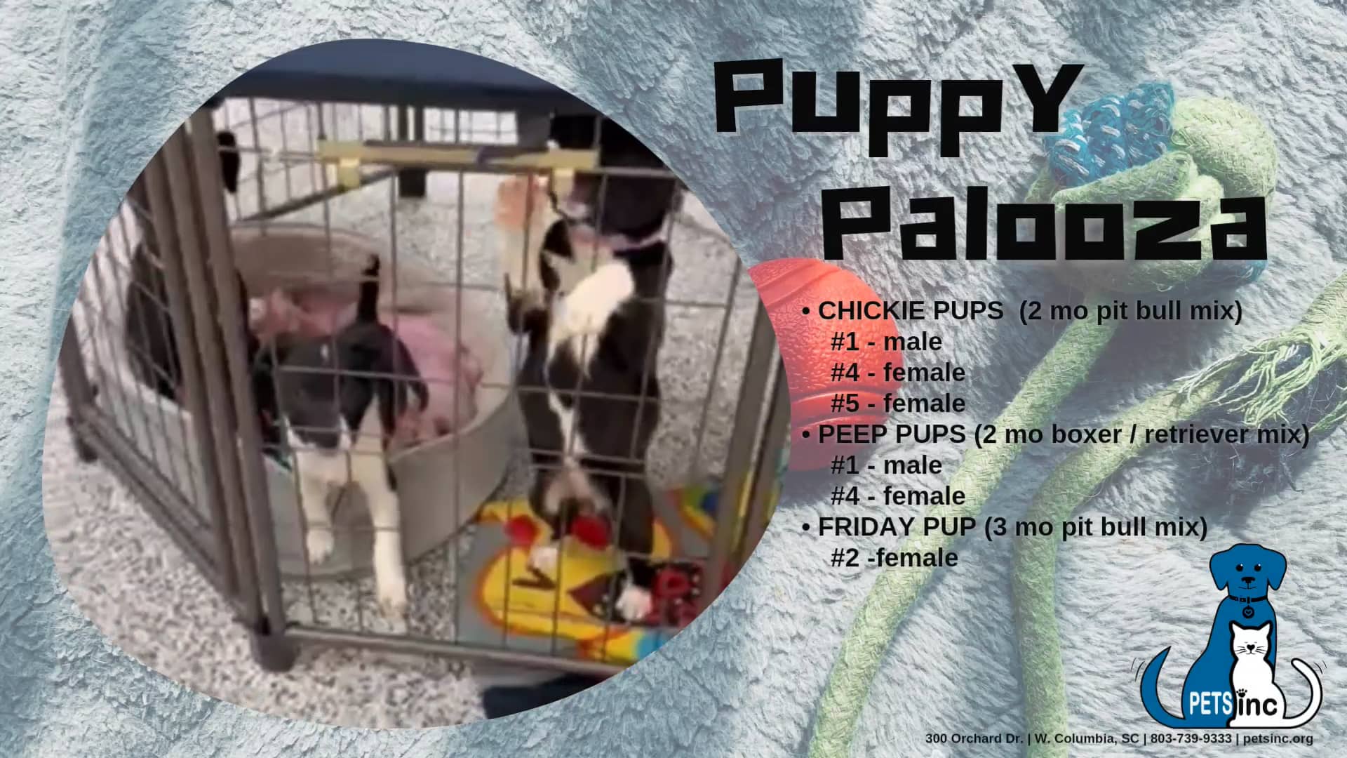 Puppy Palooza on Vimeo