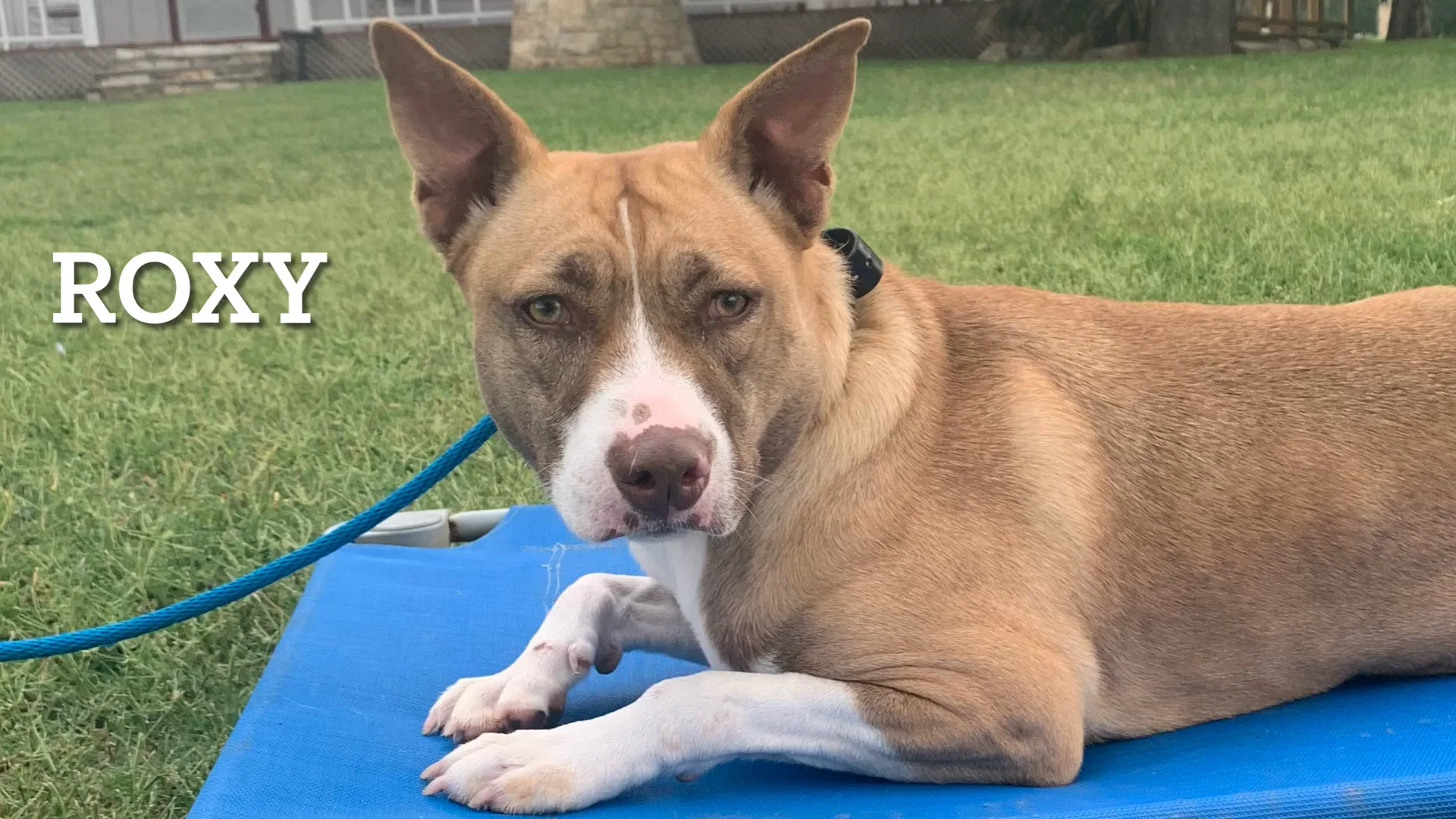 T - Mixed Breed - Roxy - On and Off Leash on Vimeo