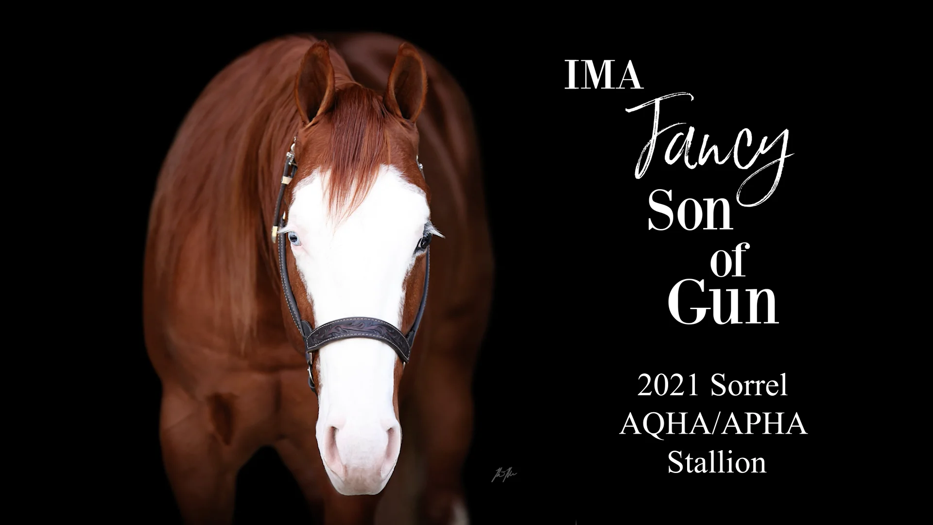 IMA FANCY SON OF GUN 2021 AQHA/APHA STALLION