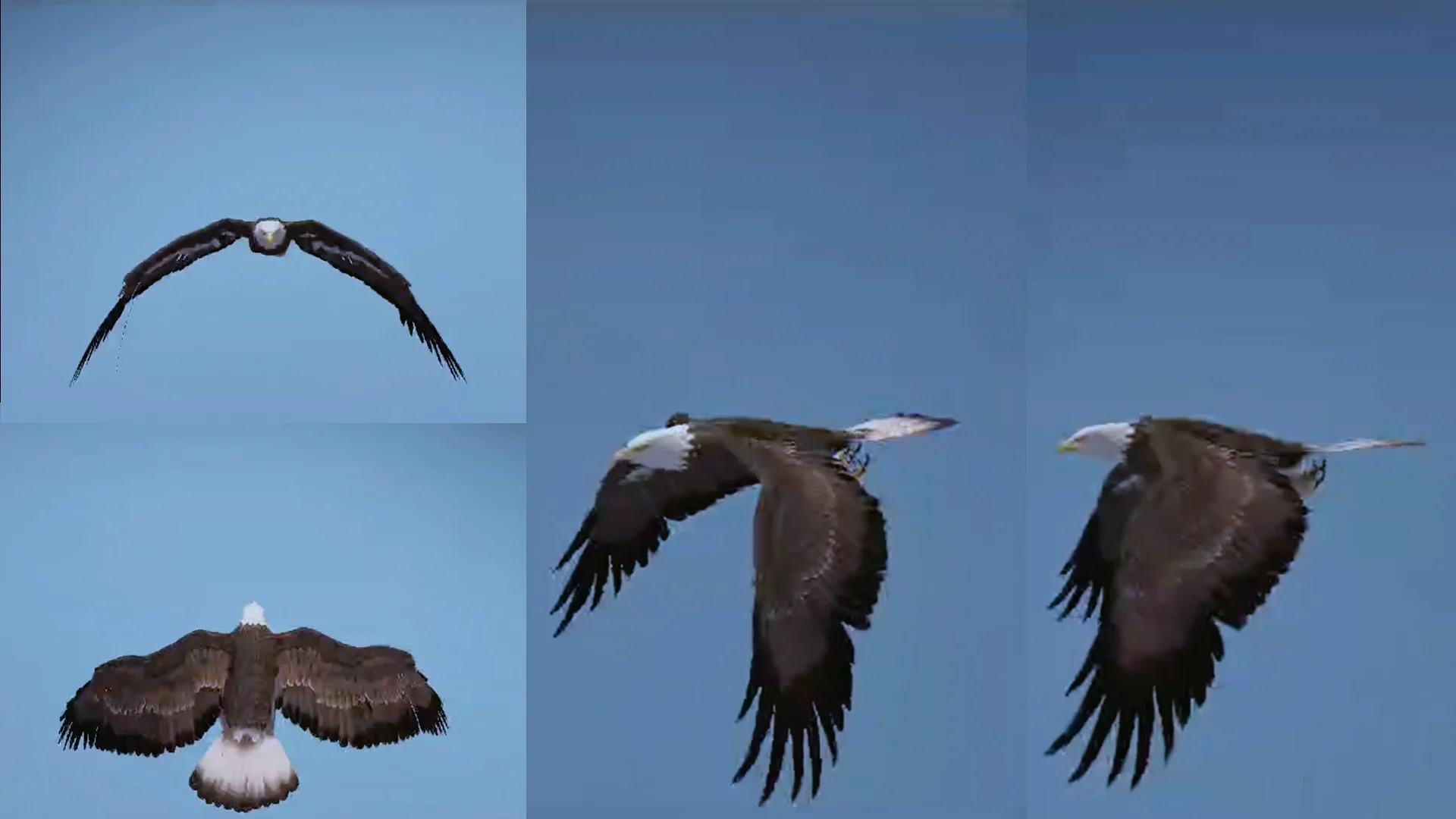 Bald Eagle Fly cycle on Vimeo