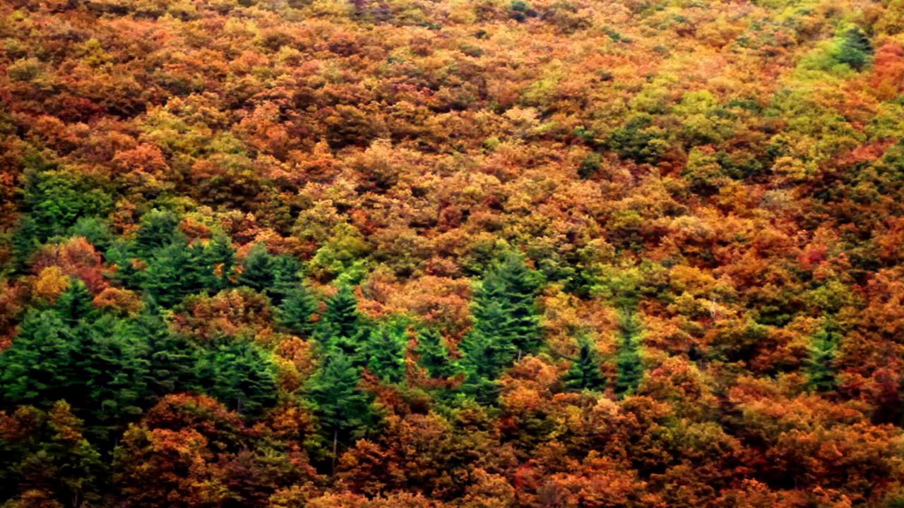 Radiolab / NPR | "Words" on Vimeo