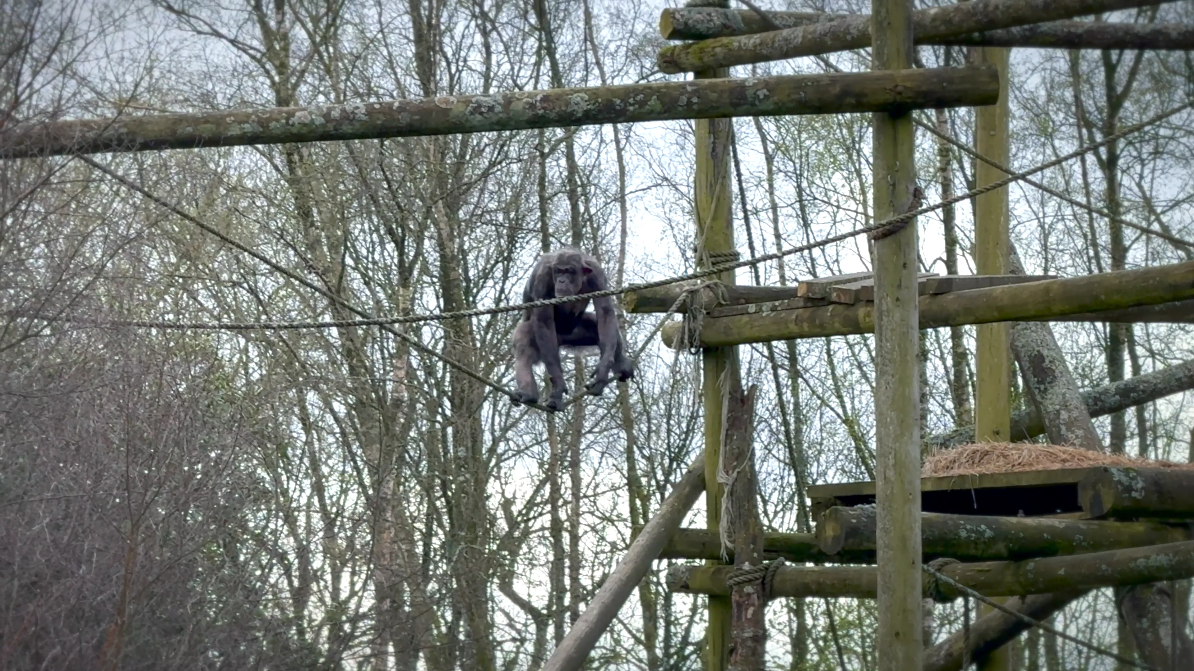 Peter the Chimp April 2024_longV2