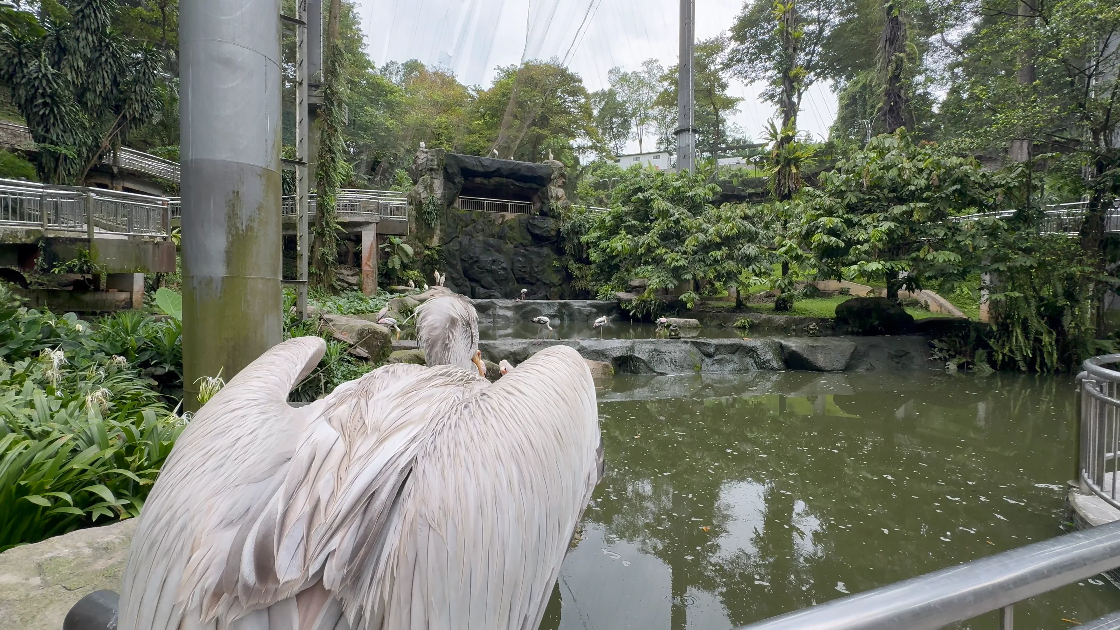 Watch Nature Walk in World Largest Bird Aviary - Walk with the Tropical ...