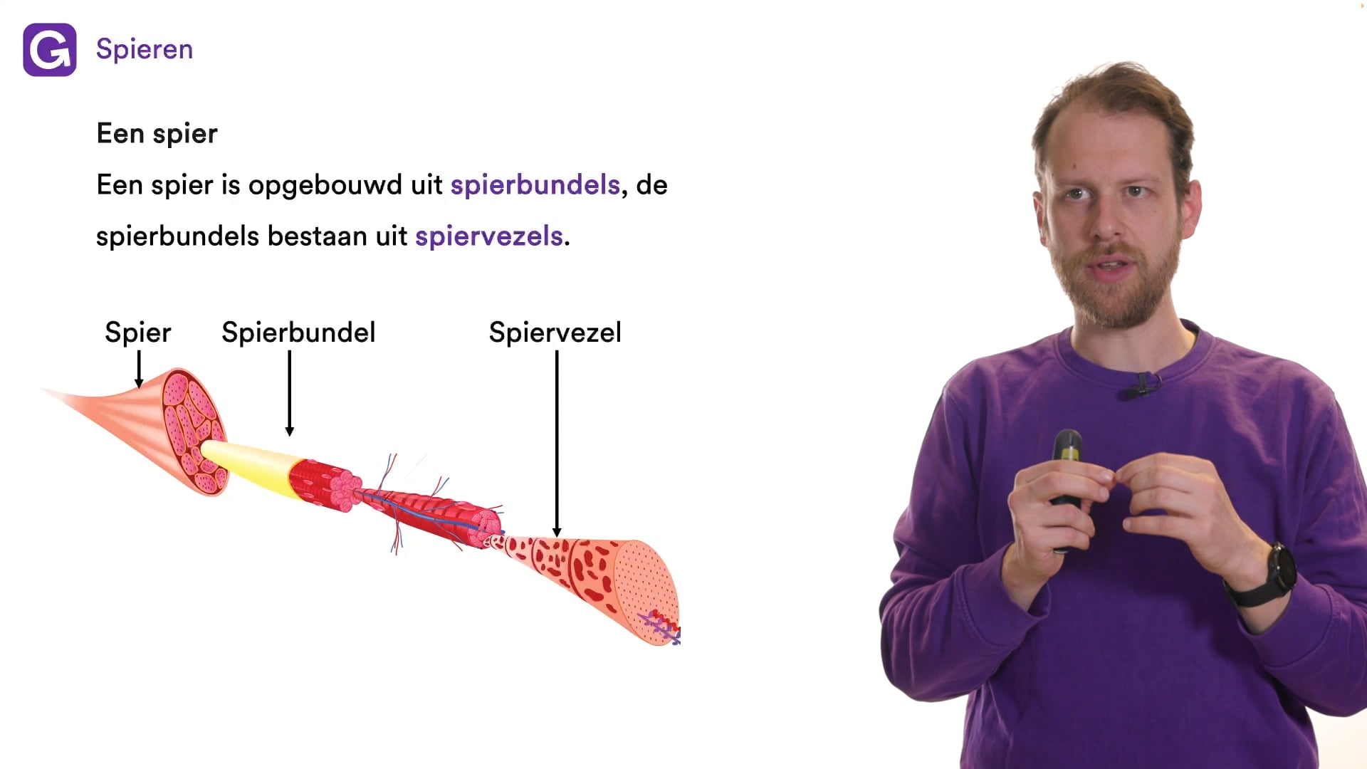 Spieren (BvJ) oefenen | StudyGo