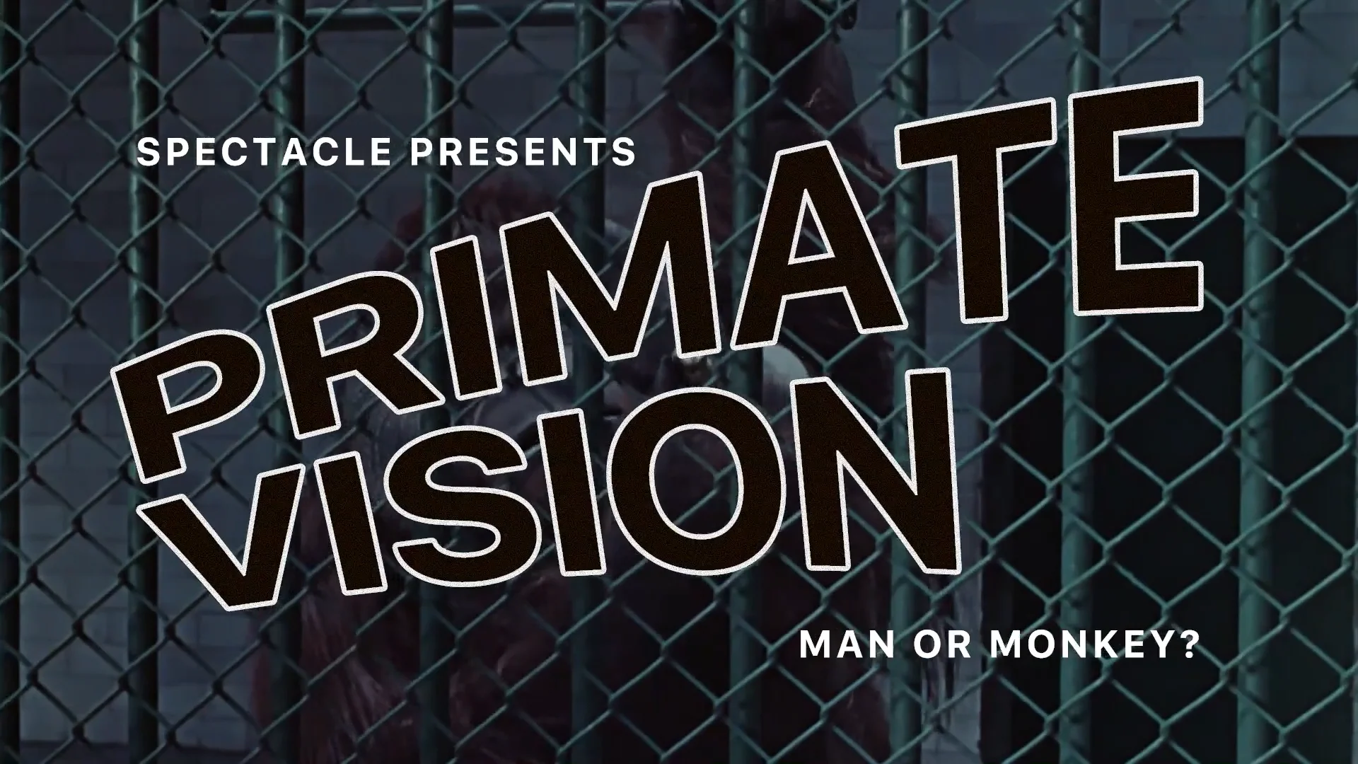 PRIMATE VISION: MAN OR MONKEY? on Vimeo