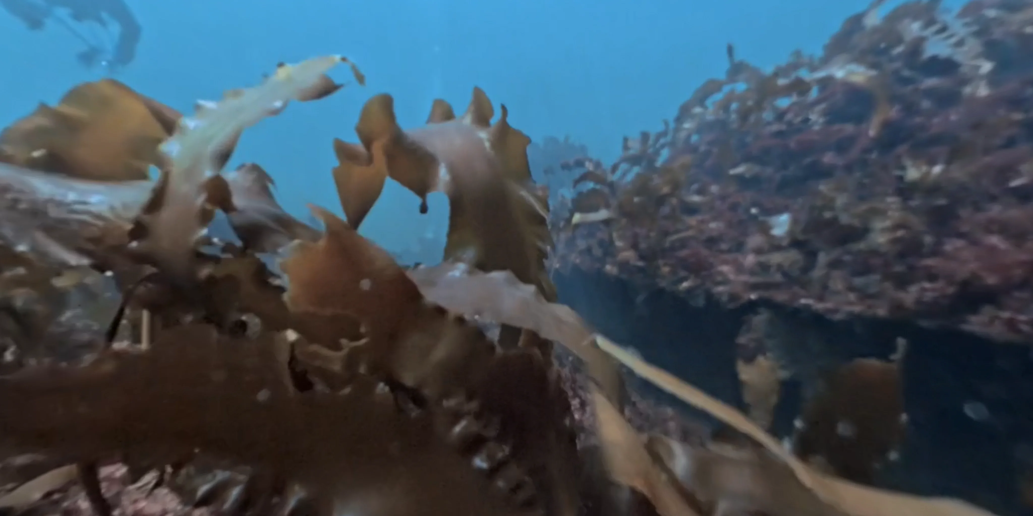 SS Letitia Dive - 4K on Vimeo