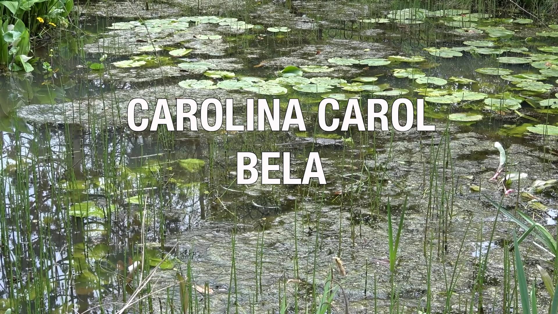 carolina carol bela on Vimeo