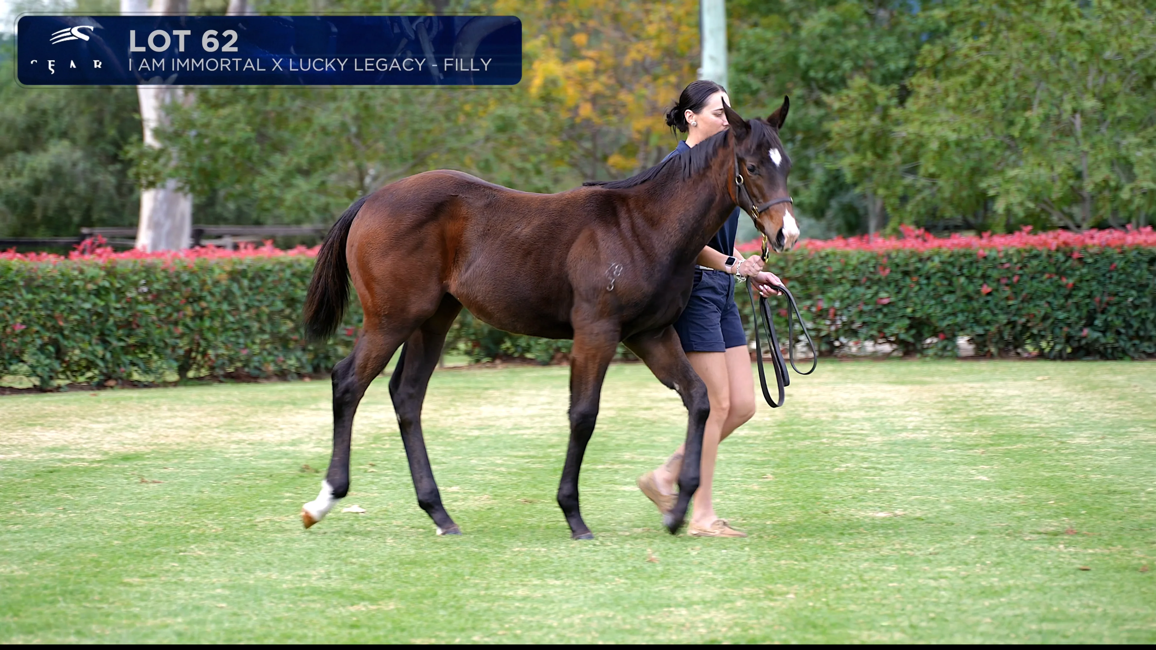 LOT 62 - I AM IMMORTAL X LUCKY LEGACY - FILLY. on Vimeo