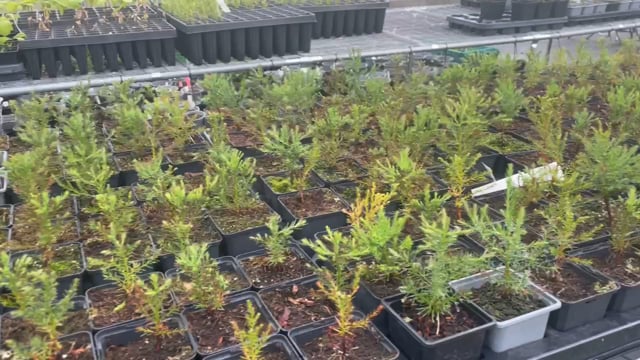 Giant Redwood Bonsai Sapling 10/20cm | Unique Specimens | Redwood Trees