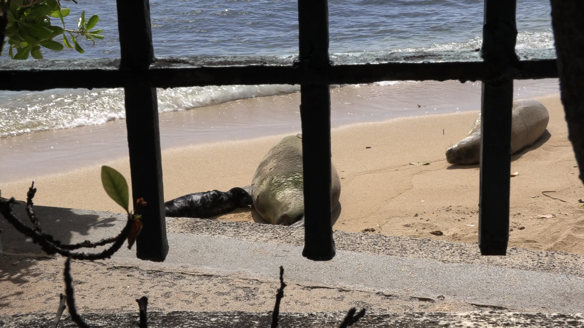 Kaimana monk seals, May 1, 2024 on Vimeo