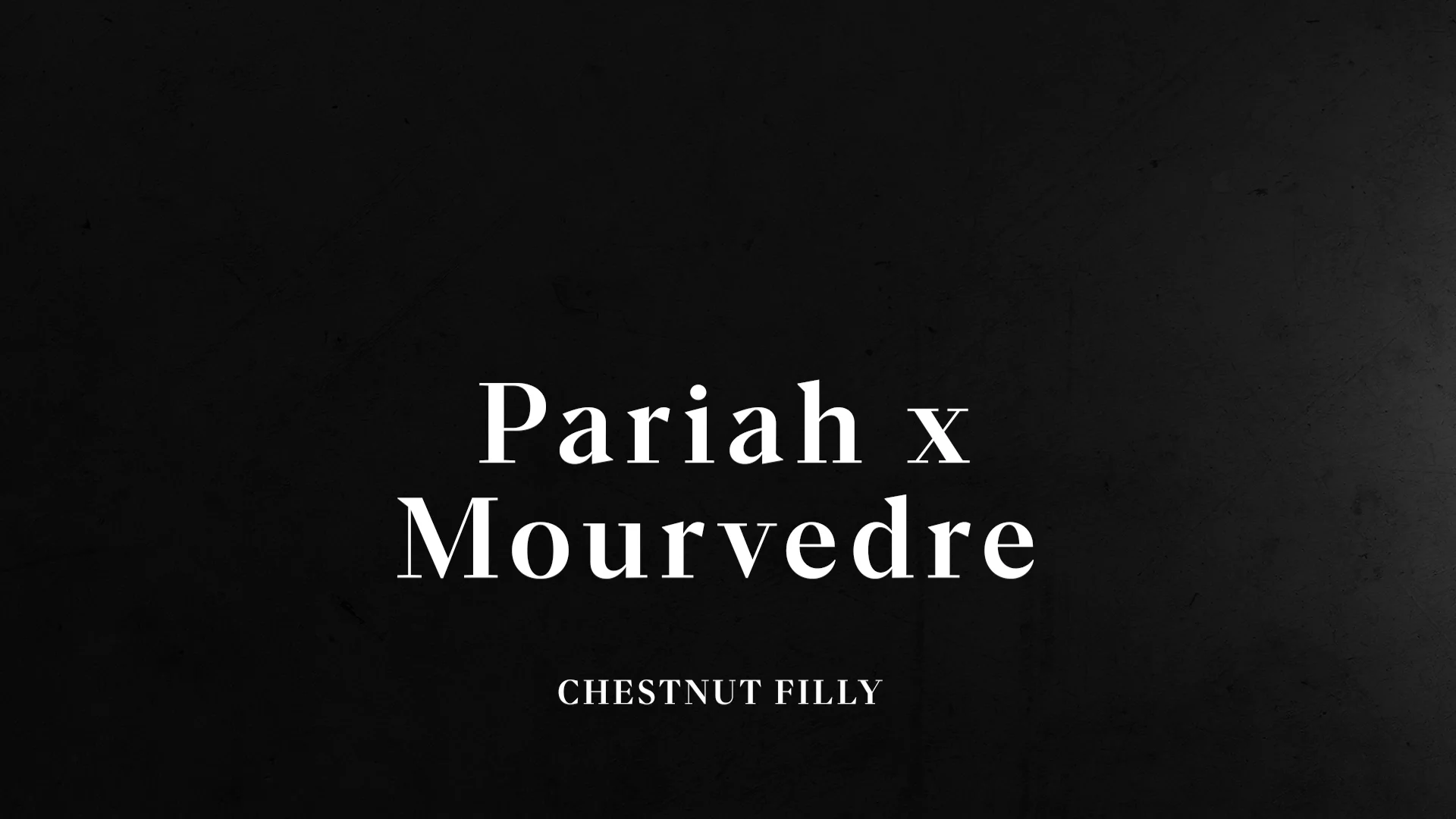 Pariah x Mourvedre '22 - Video on Vimeo