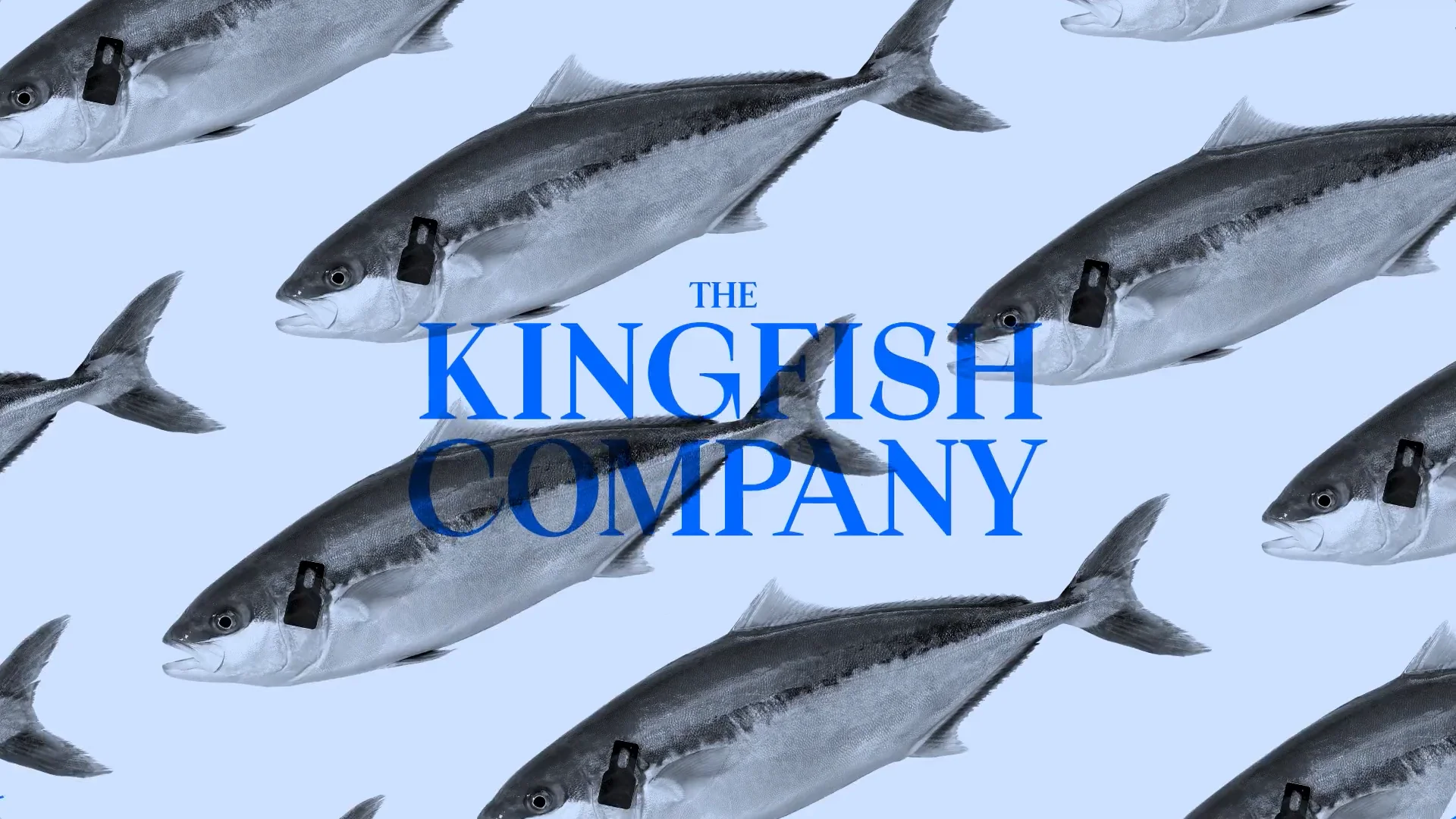Foster & Kin for The Kingfish Company on Vimeo