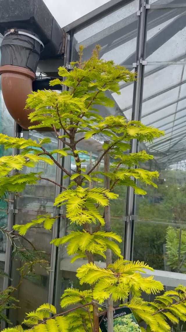 Dawn Redwood 'Golden Oji' 150/200cm (10L) - Redwood Trees