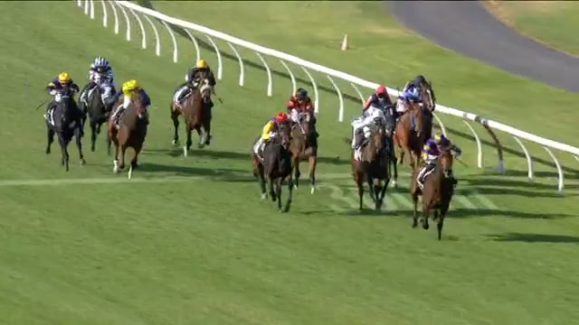 Pierro - Stallion | Breednet