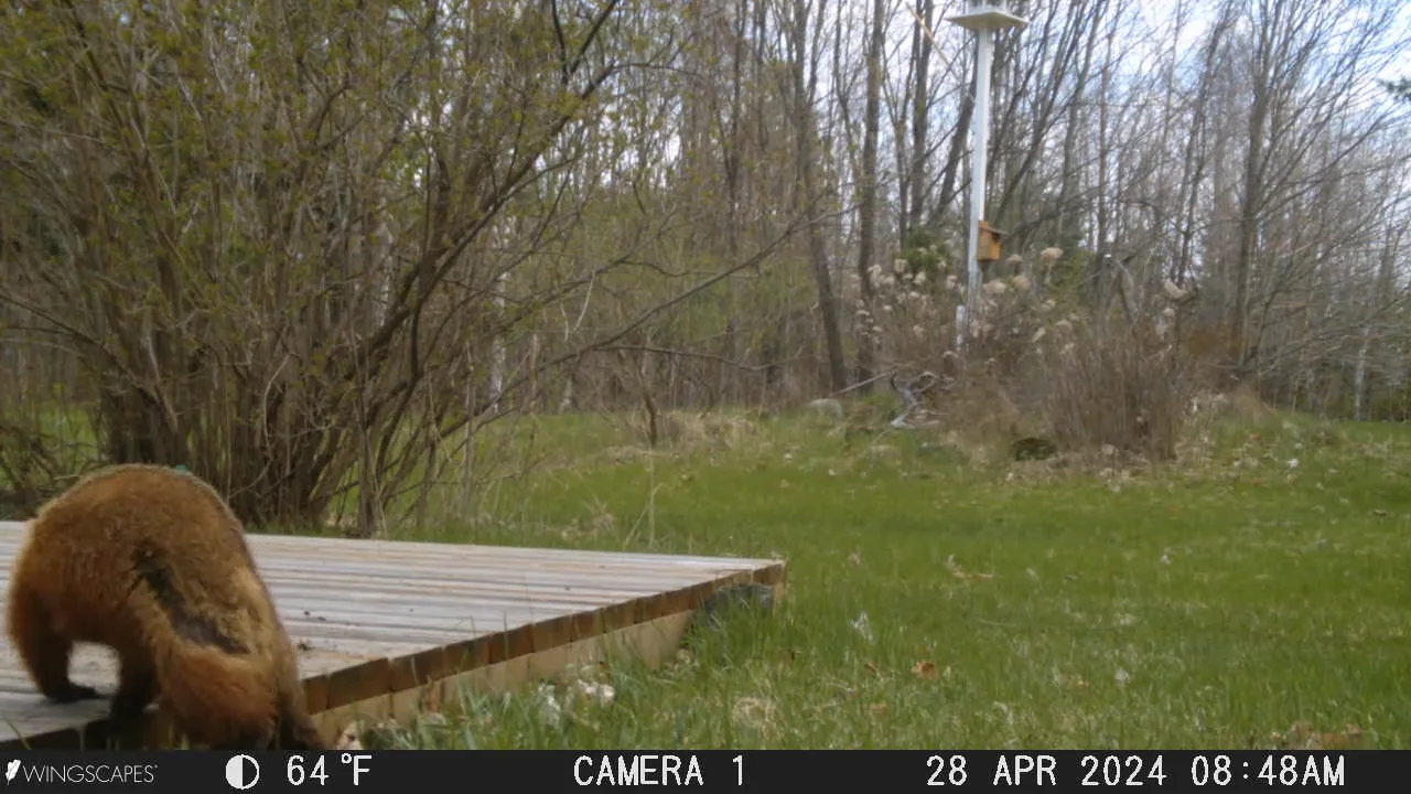 groundhogs 2 on Vimeo