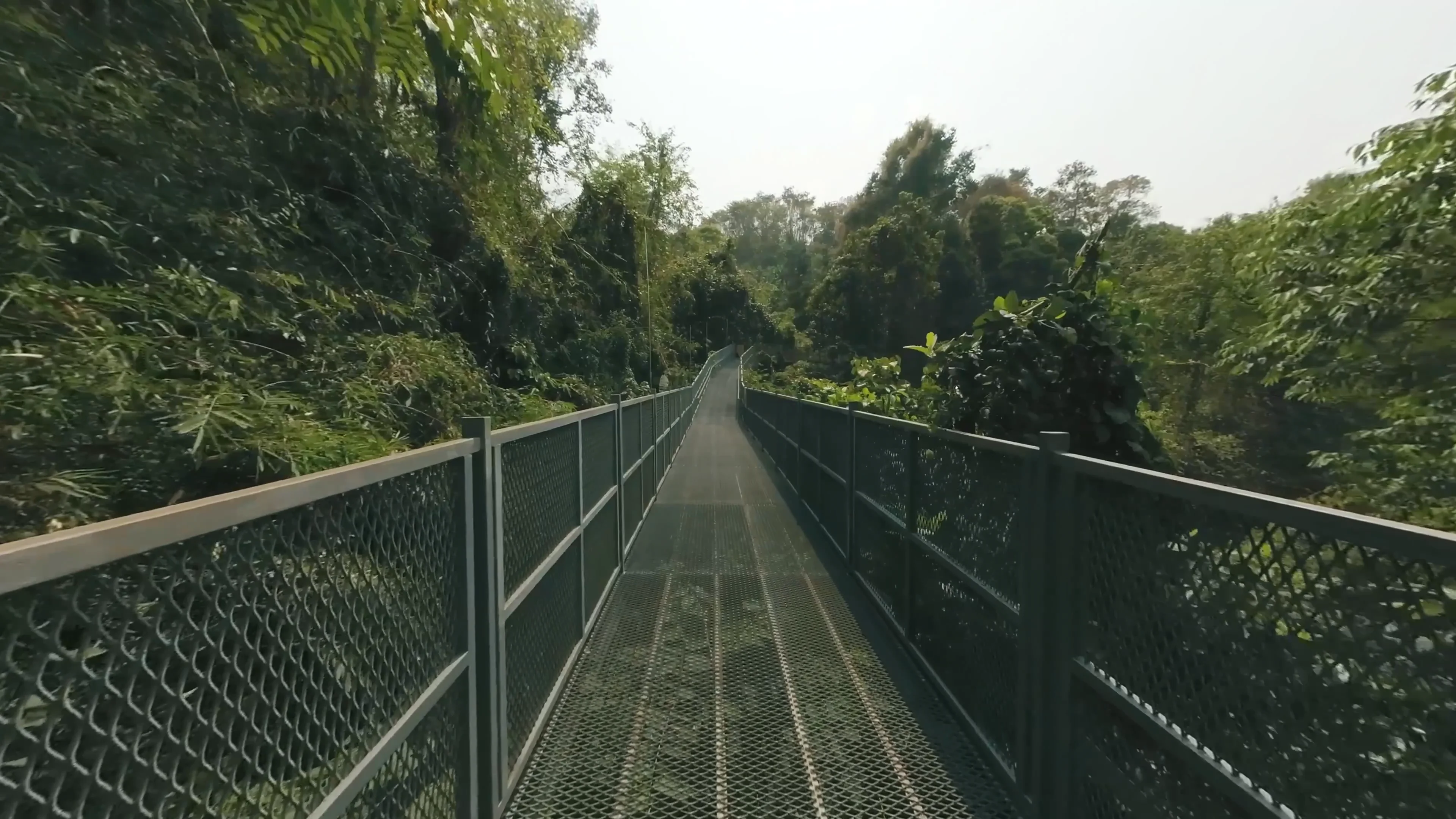 Watch 4K Virtual Walk - Canopy Walk Tropical Rainforest - Thailand ...