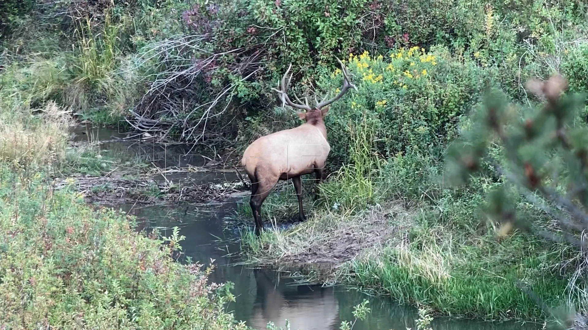 Trophy Ranches Wildlife Reel on Vimeo