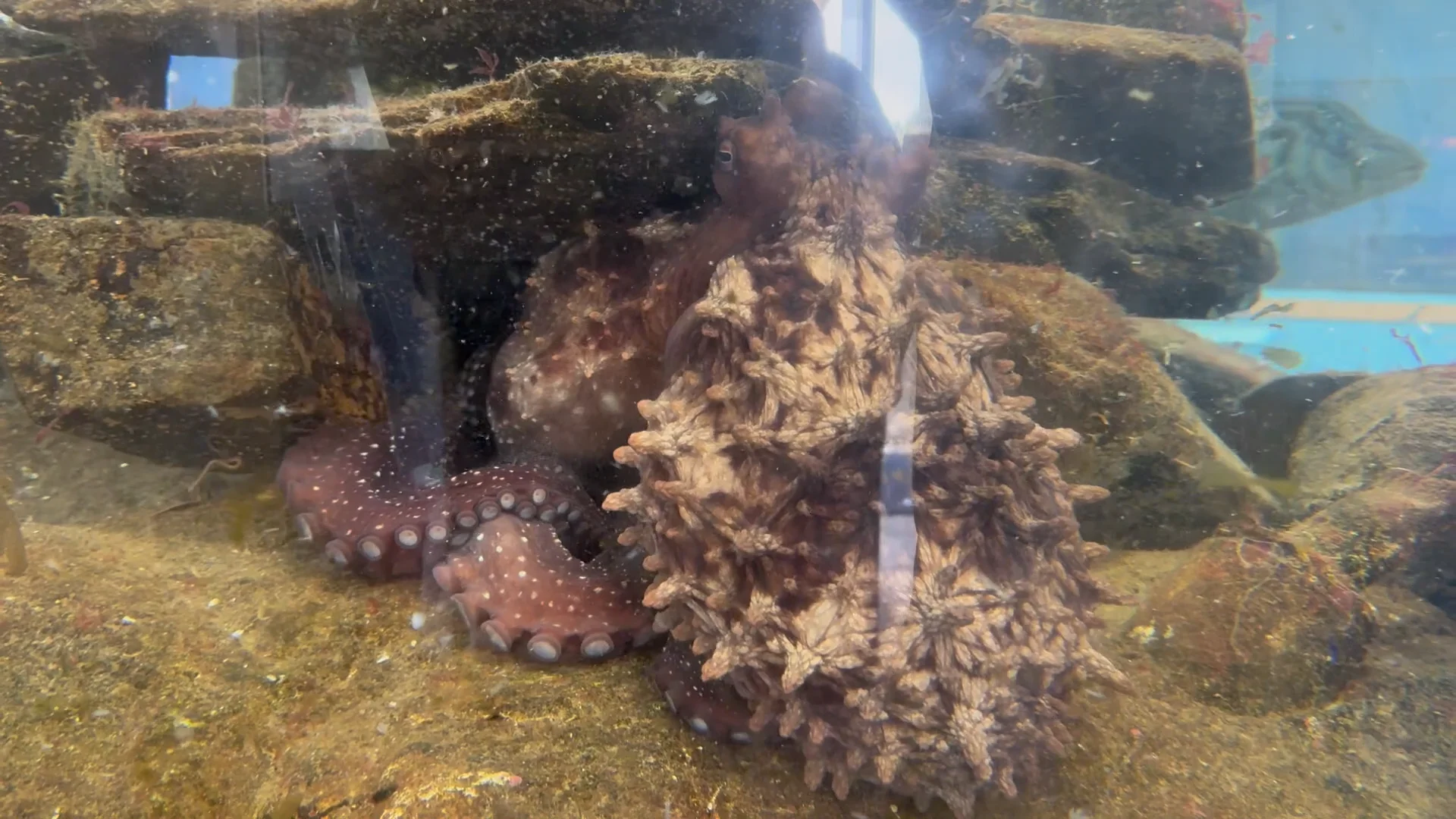 octopus video NZ Marine Science Center on Vimeo