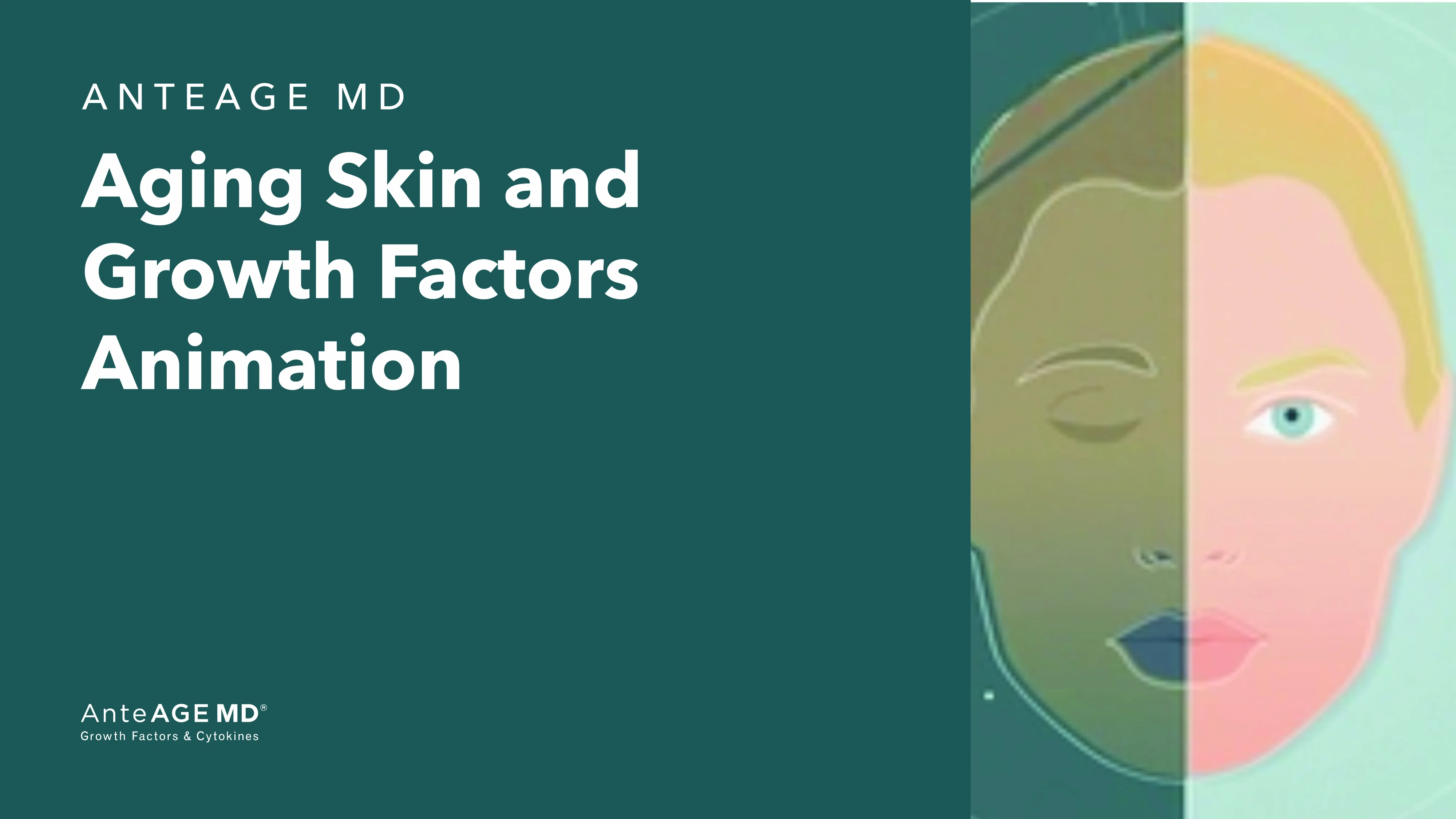 Aging Skin and Growth Factors Animation