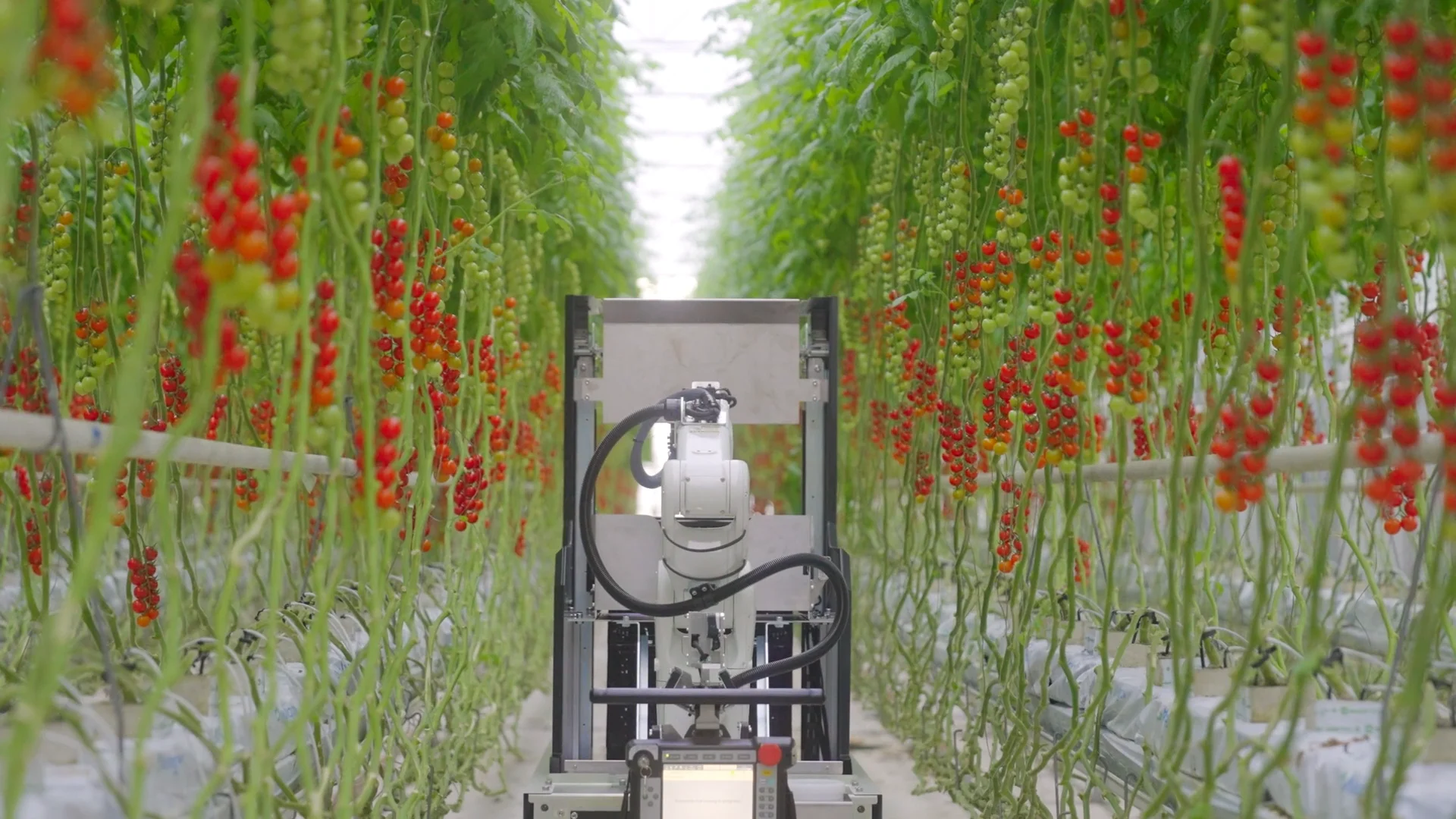 Artemy: a fully automated harvesting robot on Vimeo