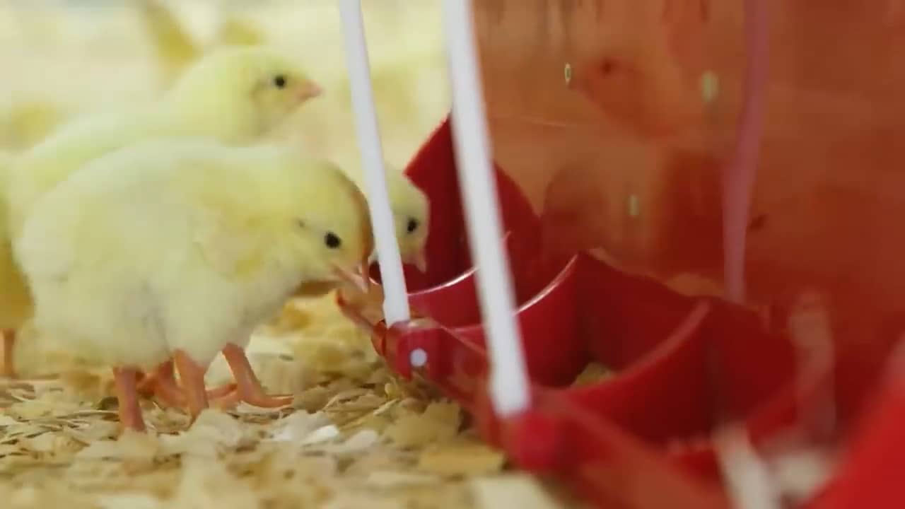 You didn't know this about the life of a chick. on Vimeo