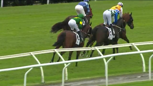 Shalaa - Stallion | Breednet