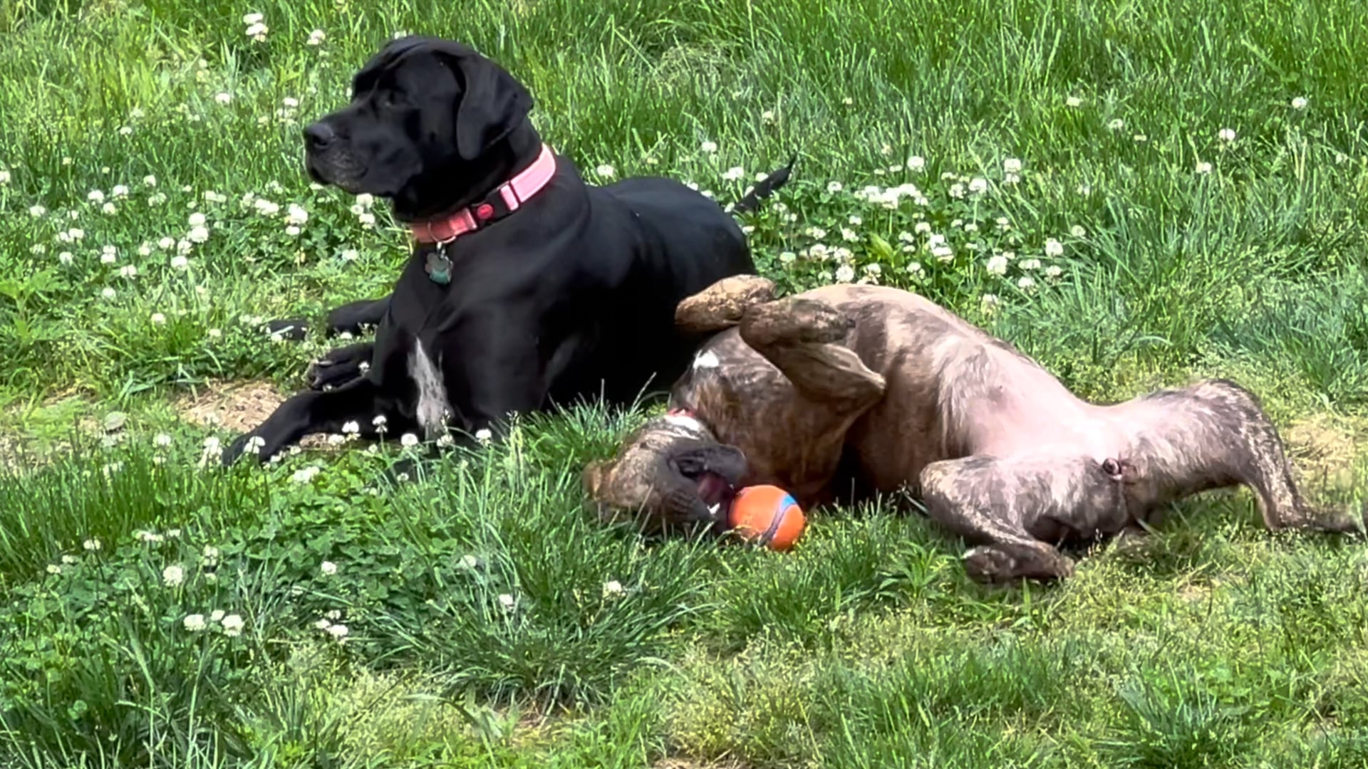 Flappy Pappy - We're Rescuing Dogs, Learning to Farm, and Cooking Meals ...