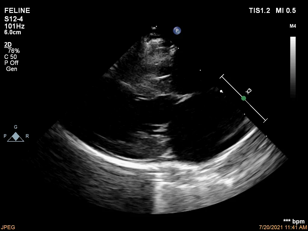 DE Feline DCM Echo on Vimeo