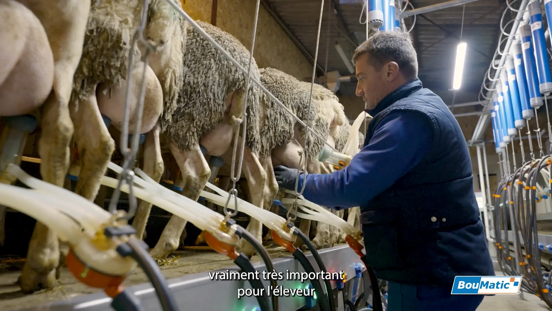 Systèmes de traite pour brebis: témoignage éleveur, France