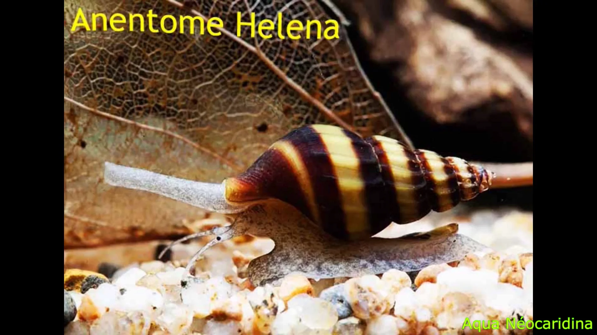 Vidéo Anentome Helena on Vimeo